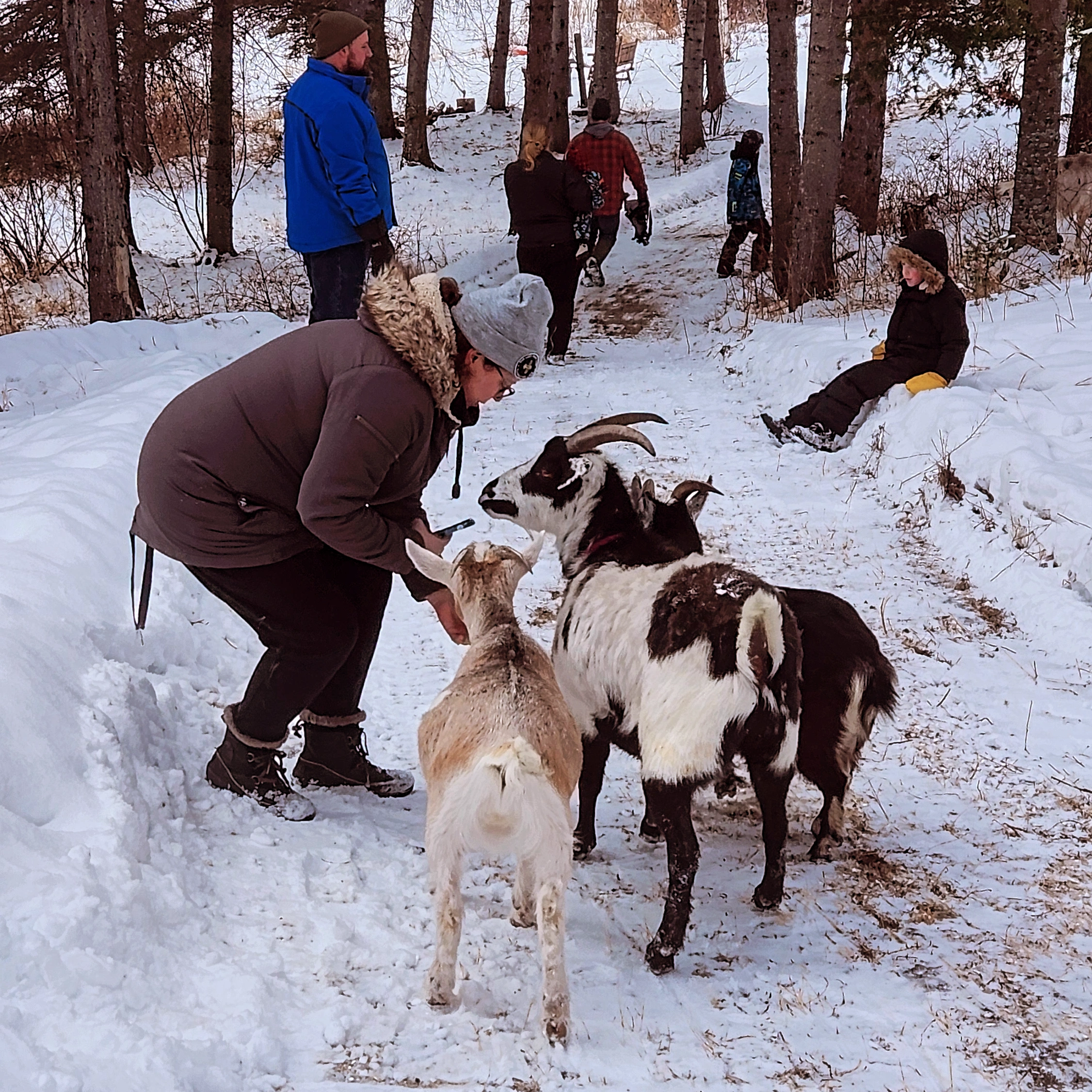Goat Walks | Ravens Hollow Glamping Resort Hotel | Flin Flon, Manitoba